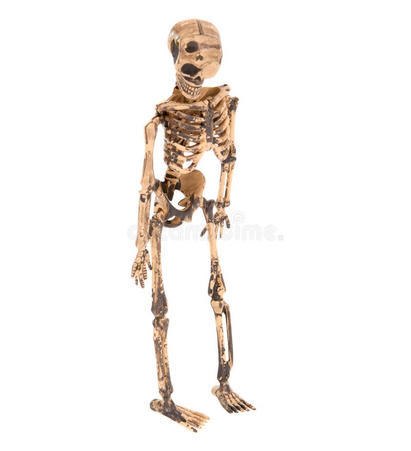 Human Skeleton Posing stock image. Image of skeletal, biological - 9277335
