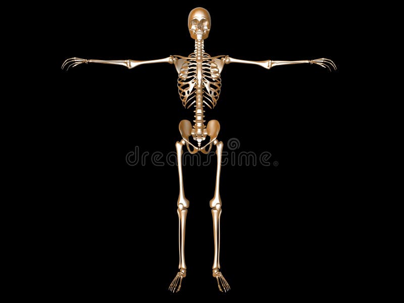 Vitruvian man - skeleton stock illustration. Illustration of vinci ...
