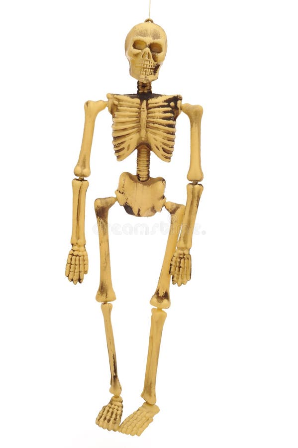 Single Human Skeleton on White Stock Image - Image of death, standing ...