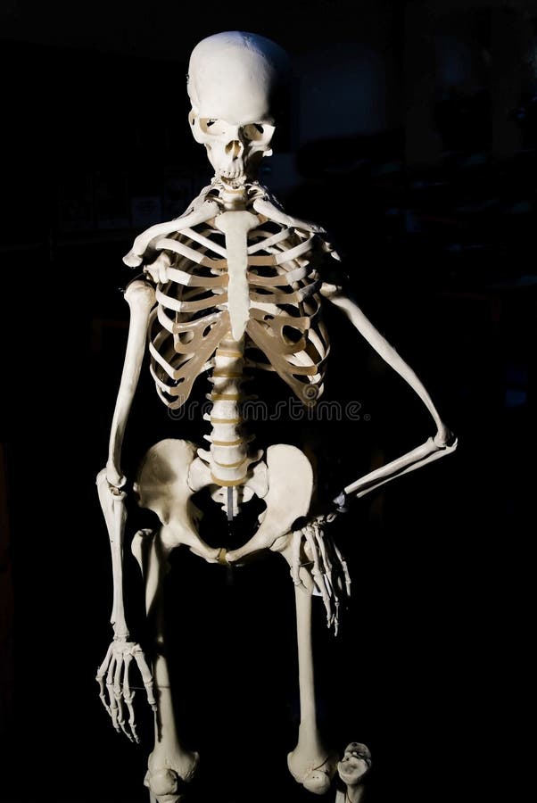 Human Anatomy Real Skeleton Stock Image - Image of human, ailing: 30727841