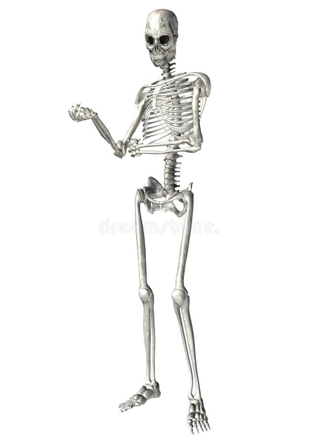 Skeleton Standing beside Sign or Border Stock Illustration ...