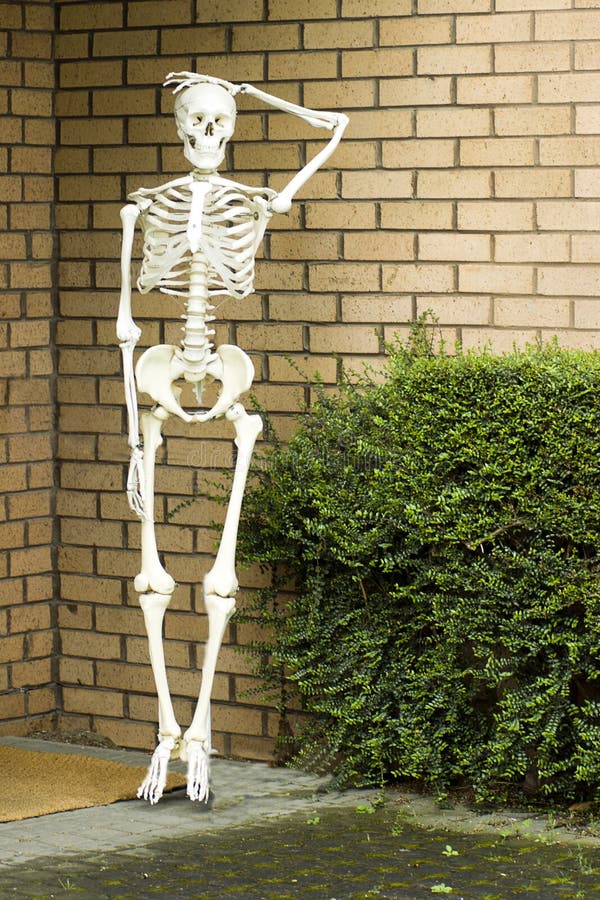 Skeleton stock photo. Image of dangerous, health, spooky - 5429098