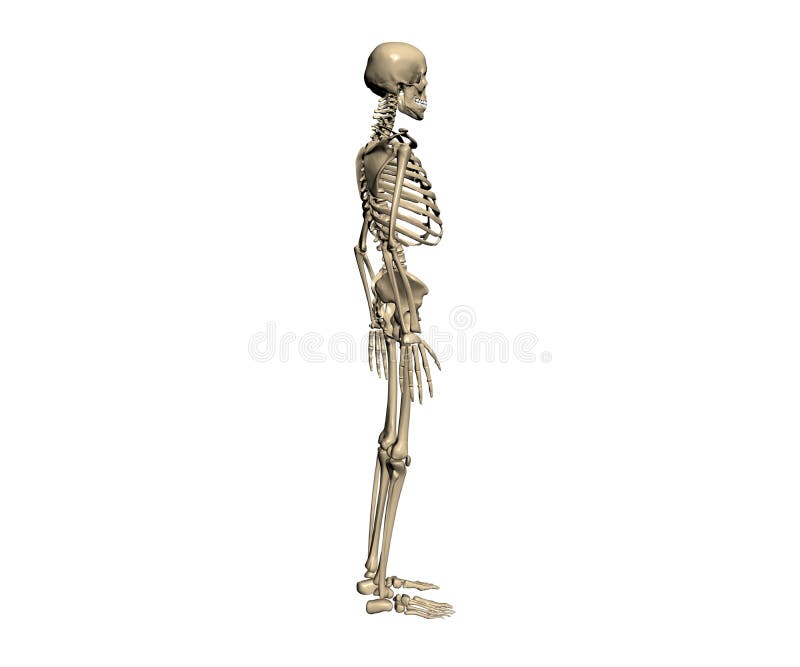 Smiling Skeleton stock illustration. Illustration of spine - 37347612