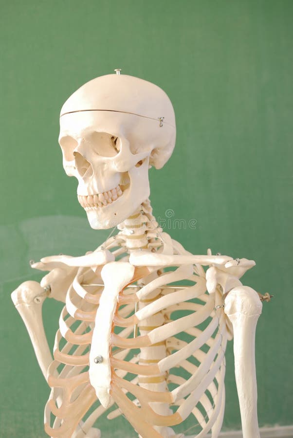 The Human Skeleton stock photo. Image of radius, holiday - 81656