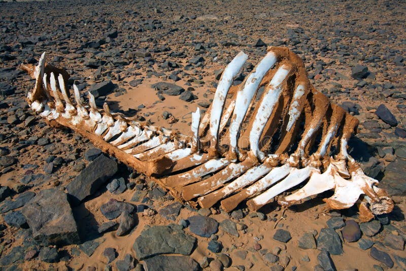 1,146 Desert Bones Stock Photos - Free & Royalty-Free Stock Photos from ...