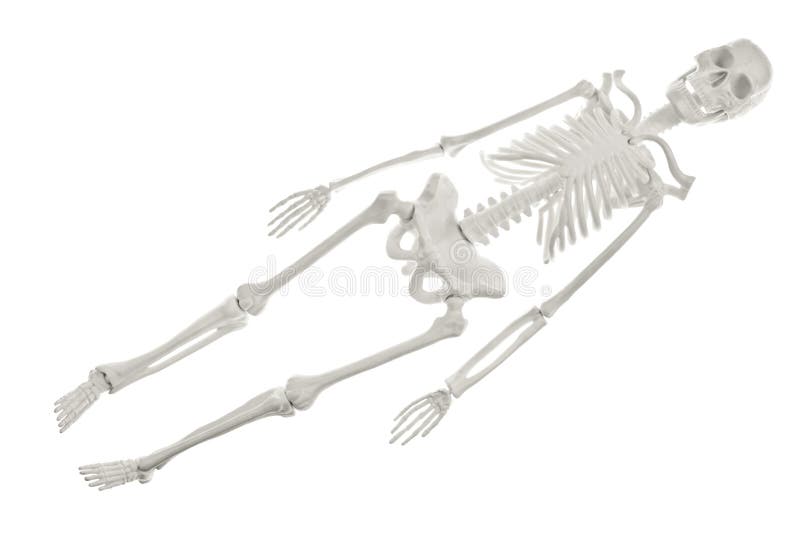Human skeleton reclining stock image. Image of symbolic - 9167881