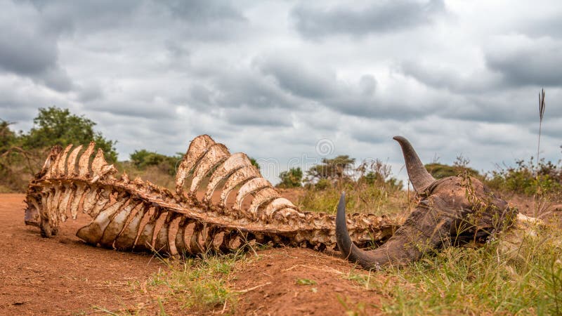 Skeleton of an African Cape Buffalo in the Field Stock Image - Image of ...
