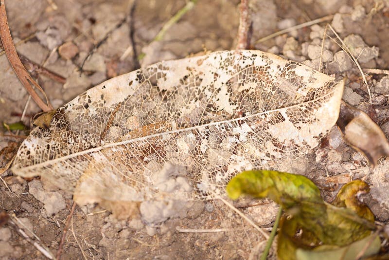 A Skeleton of Aged Holly Leaf with No Nature Stock Photo - Image of ...