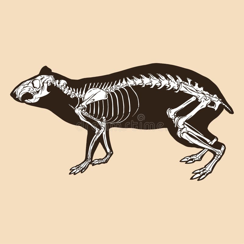 Skeleton Agouti Vector Illustration Stock Vector - Illustration of ...