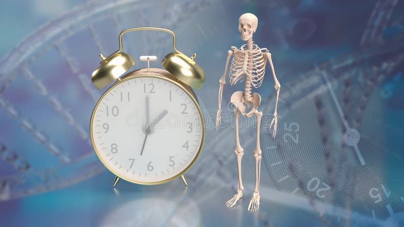 The Skeleton and Alarm Clock for Sci or Medical Concept 3d Rendering ...