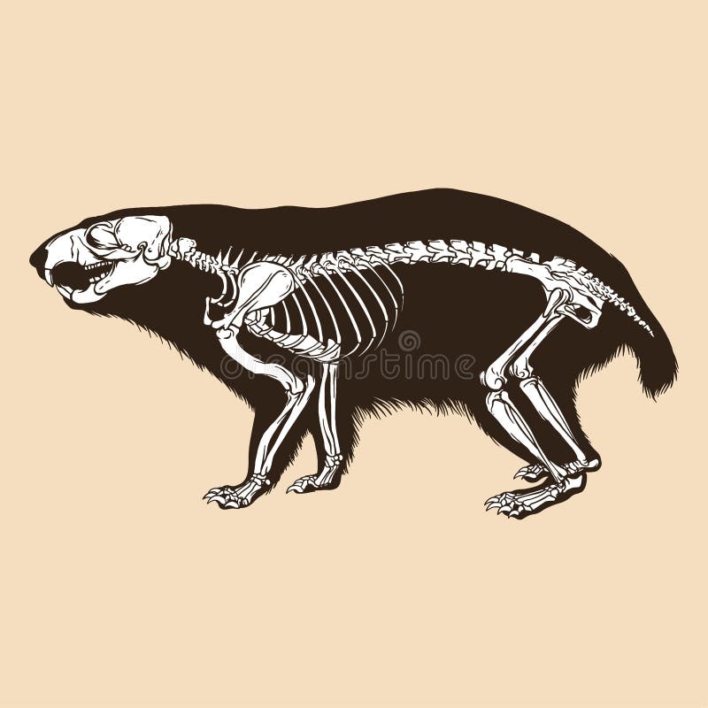 Skeleton Alpine Marmot Vector Illustration Stock Vector - Illustration ...