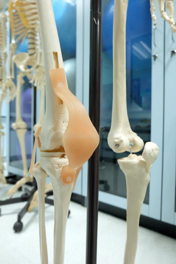 Skeleton anatomy of human stock photo. Image of tendon - 54570378