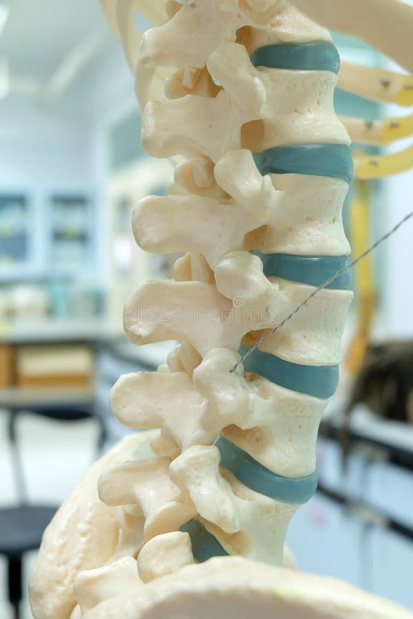 Skeleton anatomy of human stock photo. Image of anatomy - 54570428