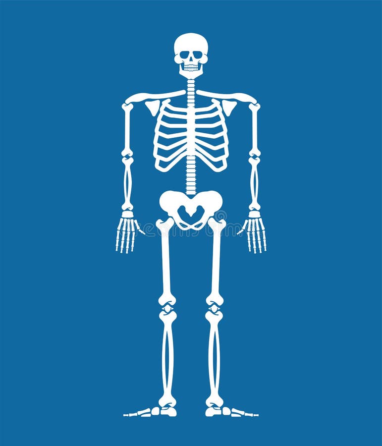 Skeletal System Fivem