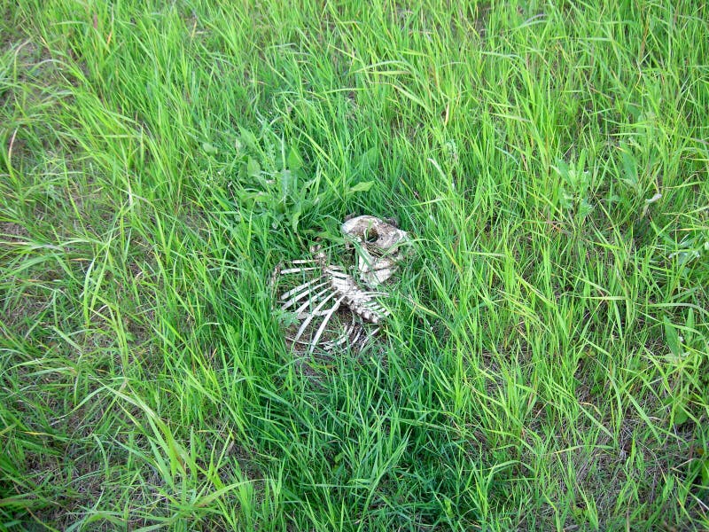 Skeleton of an Animal, Laid in the Grass in a Meadow in Broad Daylight ...