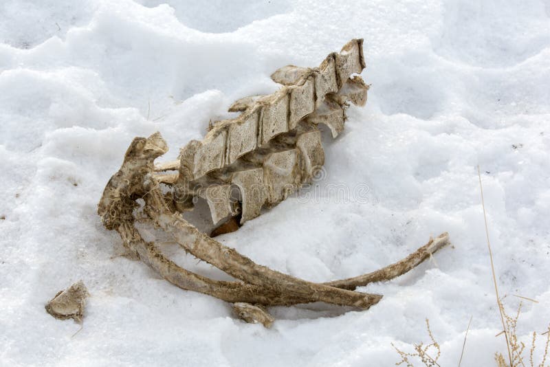 Skeleton of an Animal on Snow Stock Photo - Image of snow, skeleton ...