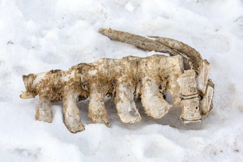 Skeleton of an Animal on Snow Stock Image - Image of snow, backbone ...