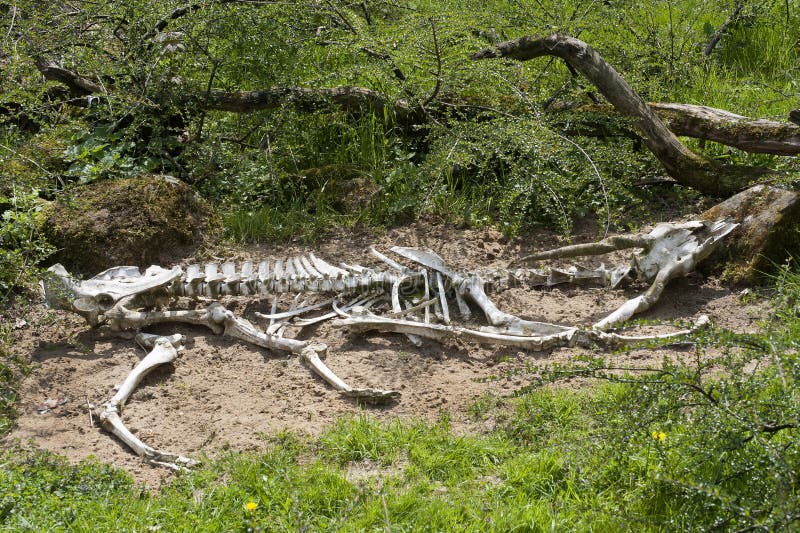 Skeleton stock photo. Image of bone, victim, bones, anatomy - 40002774