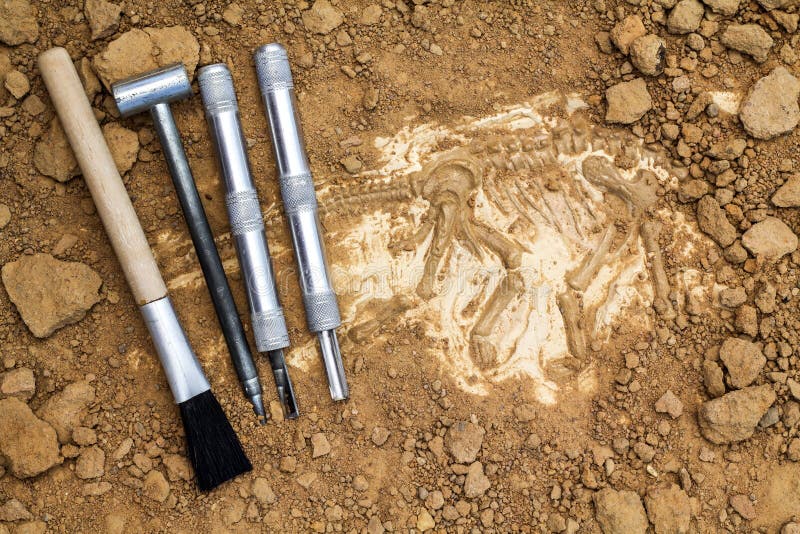 Skeleton and Archaeological Tools.Training for Dig Fossil Stock Image ...