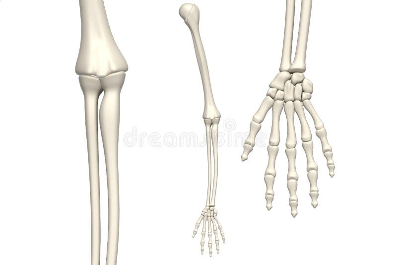 Skeleton arm stock illustration. Illustration of human - 16666123