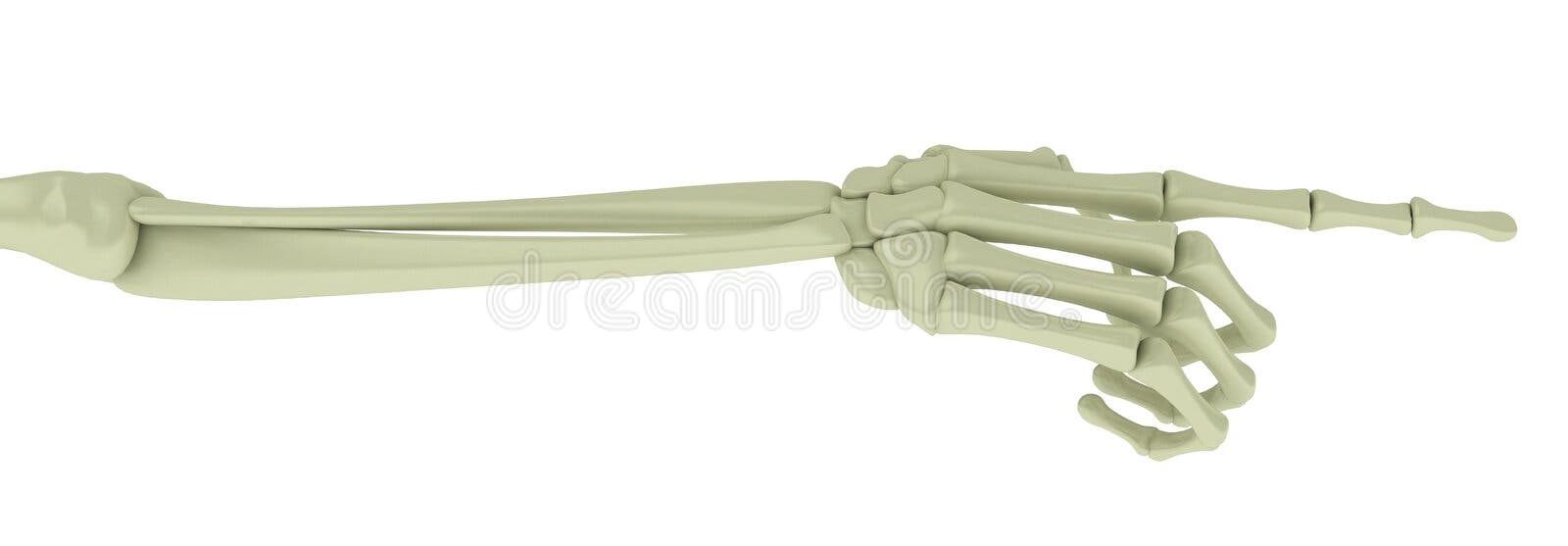 Ink Drawing of a Pointing Skeleton Hand Stock Vector - Illustration of ...