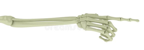 Skeleton Arm Pointing Stock Illustrations – 53 Skeleton Arm Pointing ...