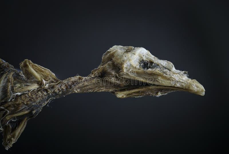 Skeleton of baby bird stock image. Image of dried, life - 199590017