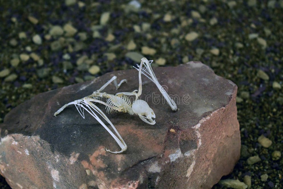 A skeleton of a bat stock photo. Image of animal, joint - 190850576