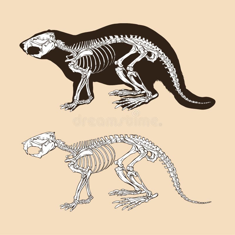 Beaver Skeleton Stock Illustrations – 19 Beaver Skeleton Stock ...