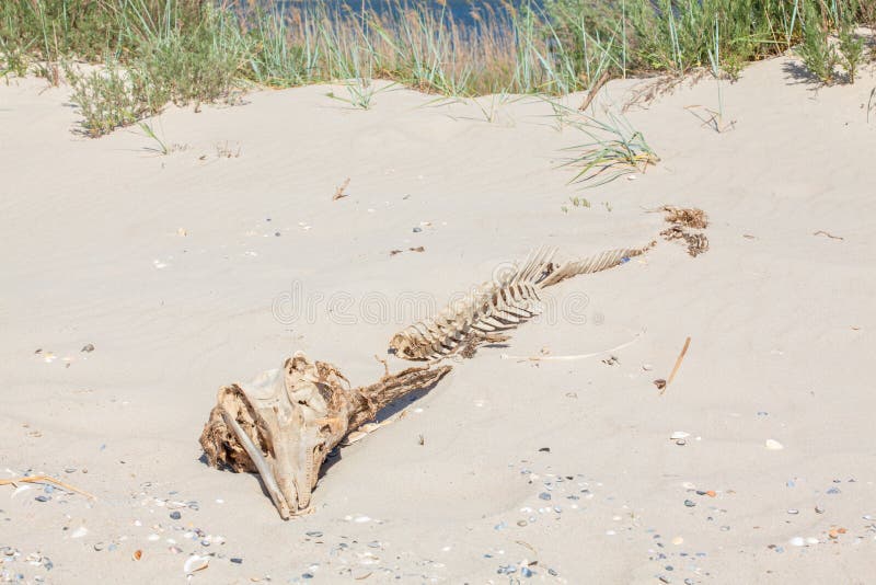 Skeleton of big fish stock image. Image of structure - 63767065