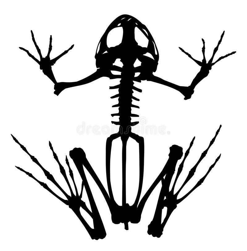 Frog Skeleton Top-side View Stock Illustration - Illustration of model ...