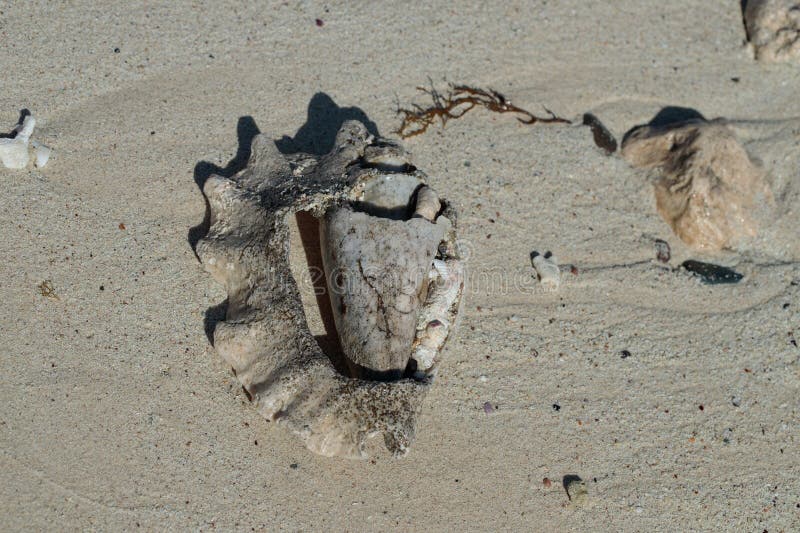 Skeleton of a Big Shell and Other Relicts of Marine Life. Stock Image ...