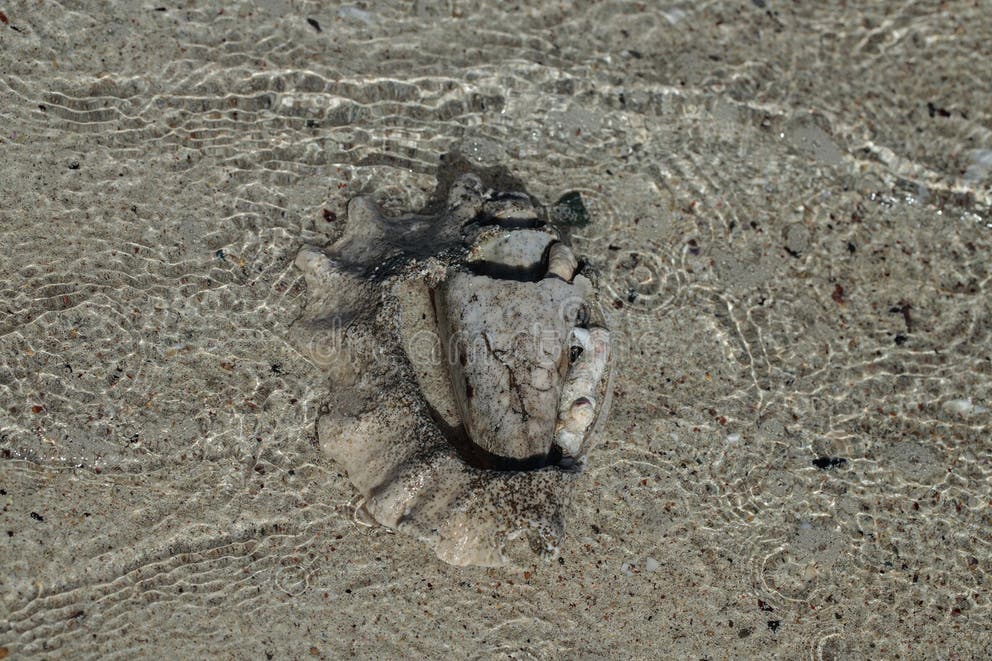Skeleton of a Big Shell is Washed Ashore on a Beach. Stock Image ...