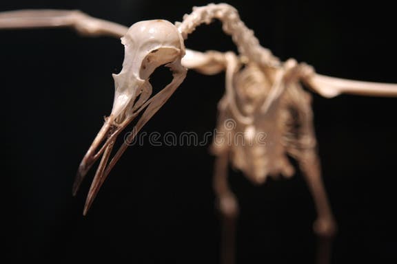 Skeleton of bird in flight stock photo. Image of scary - 7313674