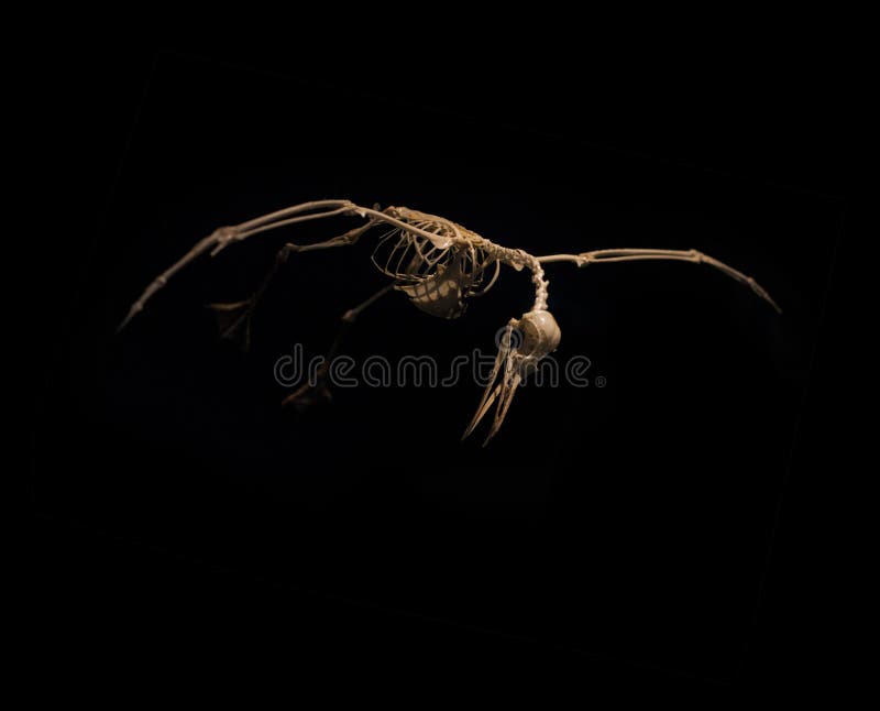 A birds skeleton stock photo. Image of animal, skeleton - 18542462