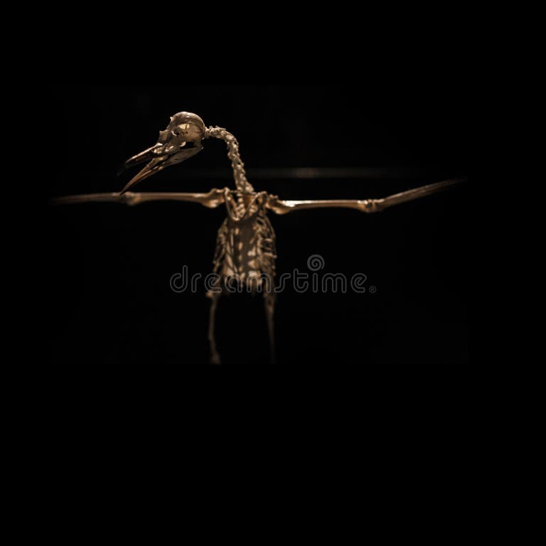 4,151 Bird Skeleton Stock Photos - Free & Royalty-Free Stock Photos ...