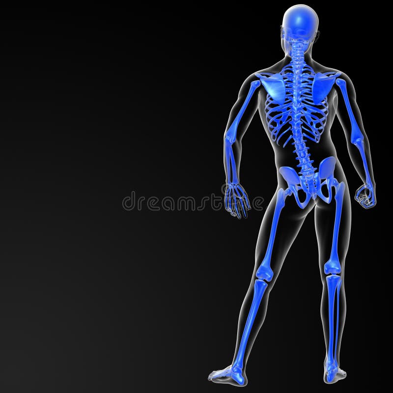 880+ Skeleton bone Free Stock Photos - StockFreeImages 880+ Skeleton bone Free Stock Photos - StockFreeImages