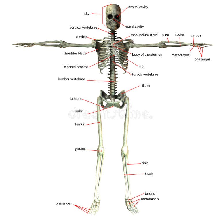Skeleton bone names stock illustration. Illustration of human - 8961437