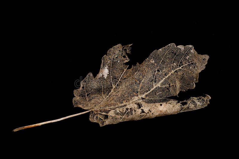 Skeleton Brown Maple Leaf Isolated on a Black Background Stock Photo ...