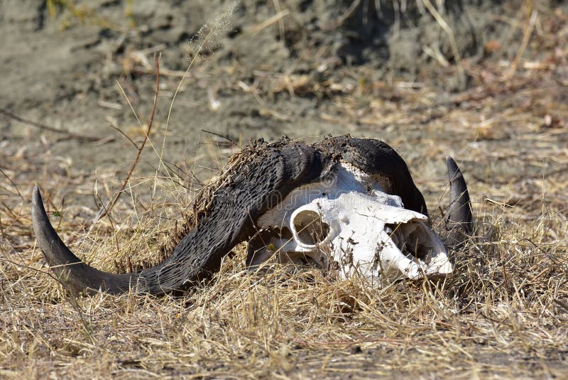 Skeleton of a Buffalo in the Savannah of Tsavo East Stock Photo - Image ...