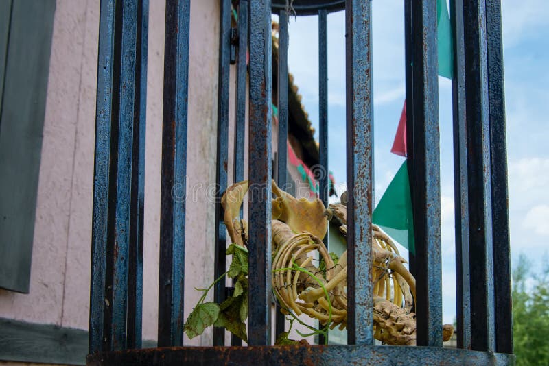 Skeleton in a cage stock photo. Image of design, fossil - 207570876