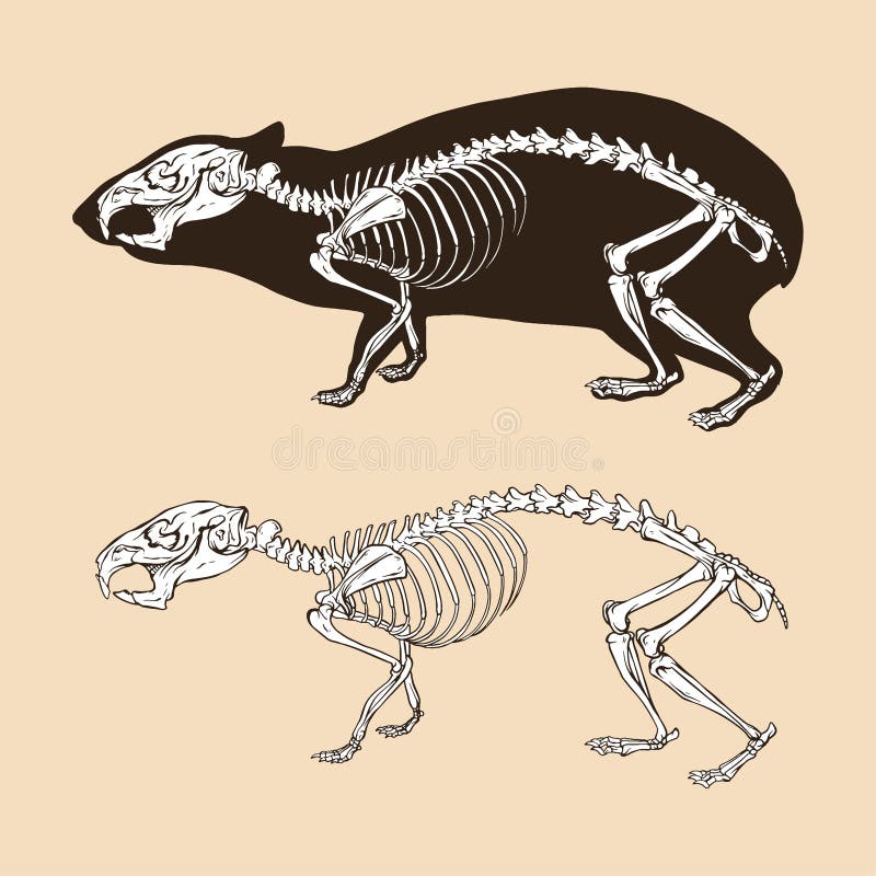 Hamster Skeleton Stock Illustrations – 66 Hamster Skeleton Stock ...