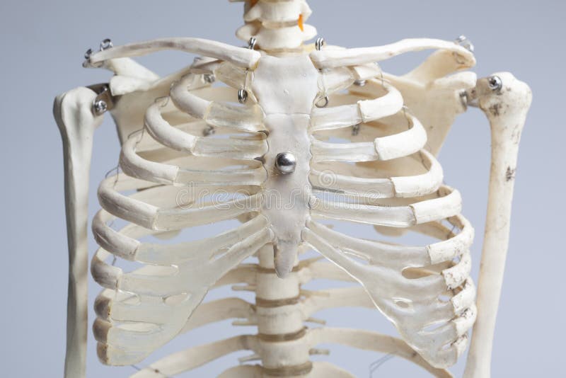 Skeleton chest stock image. Image of dead, medical, anatomy - 32604933
