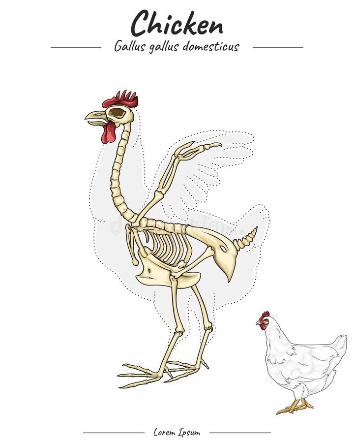 Skeleton of Chicken Template Stock Vector - Illustration of drawing ...