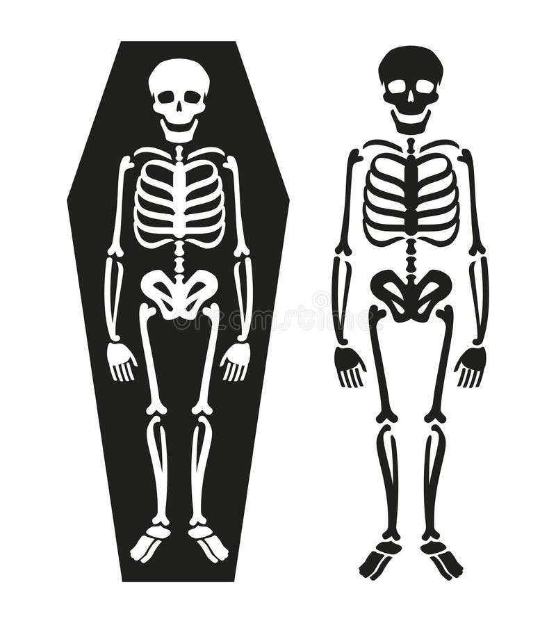 Skeleton in Coffin. Death Symbol Vector Illustration Stock Vector ...