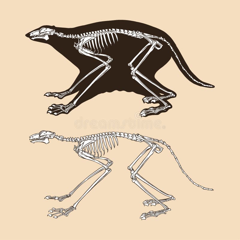 Flying Squirrel Skeleton