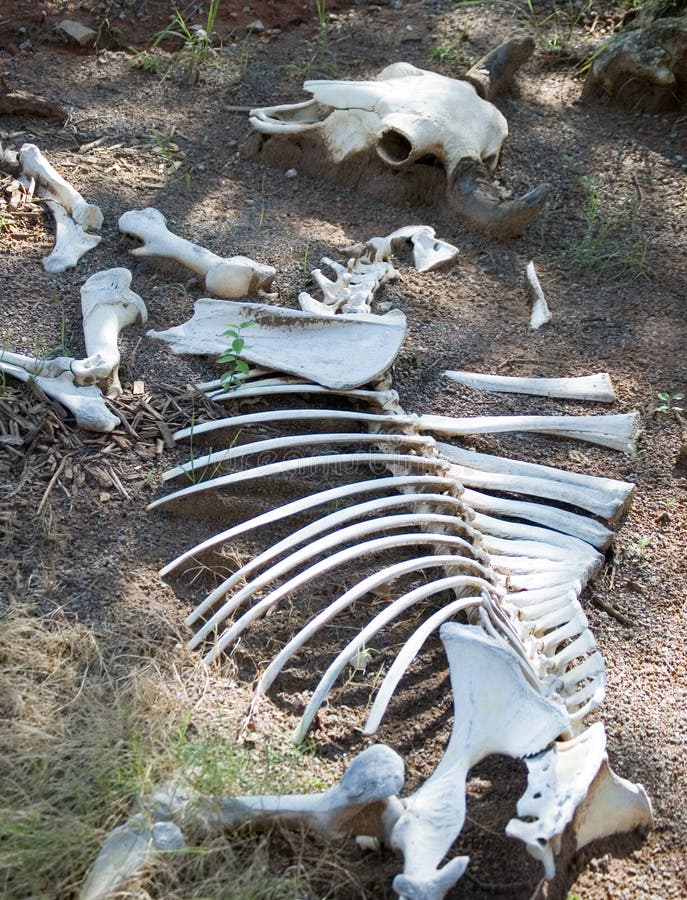 Skeleton of cow stock image. Image of deceased, ground - 4831743