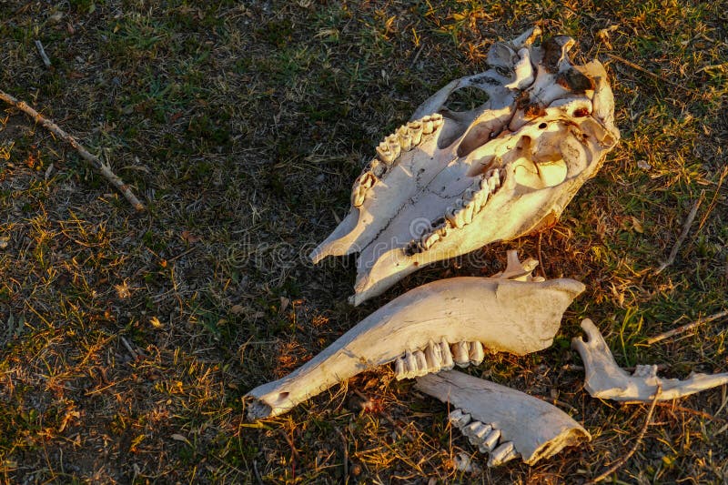 Skeleton of a Cow S Head, Cow Skull and Teeth on it, Cow Head Stock ...