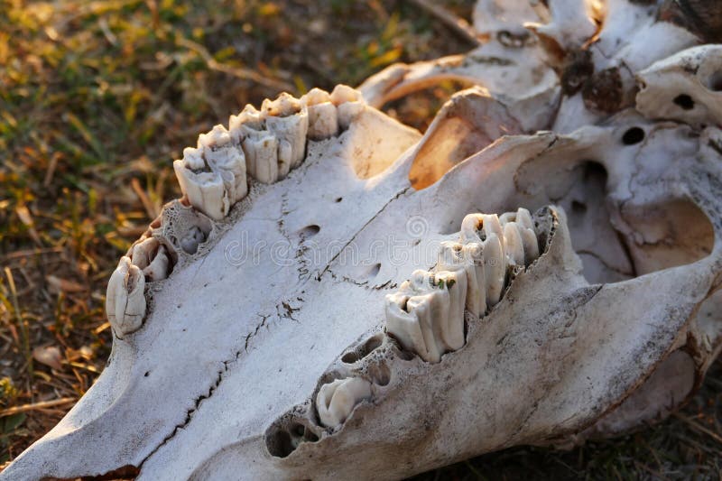 Skeleton of a Cow S Head,cow Skull and Teeth on it,cow Head Close-up ...