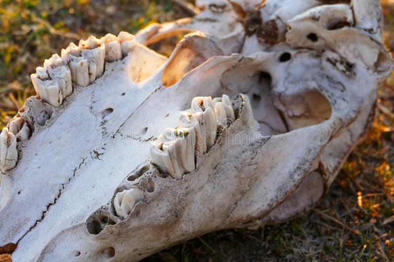 Skeleton of a Cow S Head,cow Skull and Teeth on it,cow Head Close-up ...